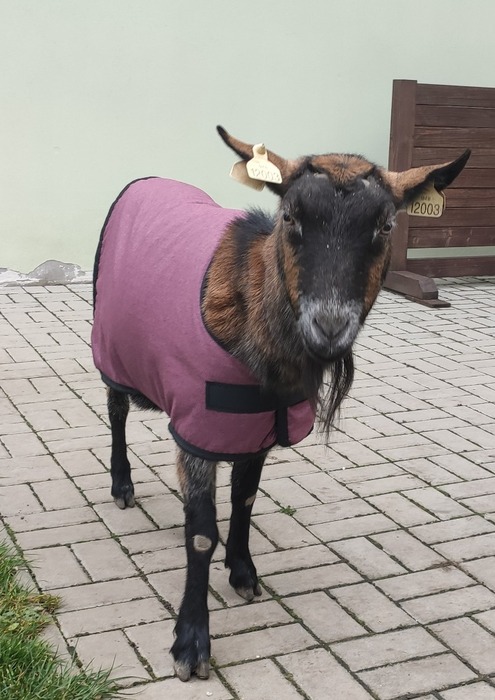 zimní zateplená deka pro kozu - vel. M :: LazyFarm